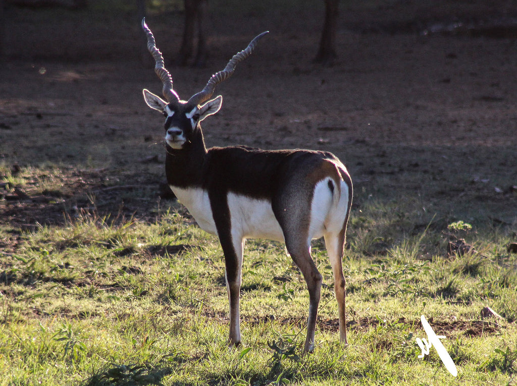 Blackbuck Antelope – Double M Squared Ranch