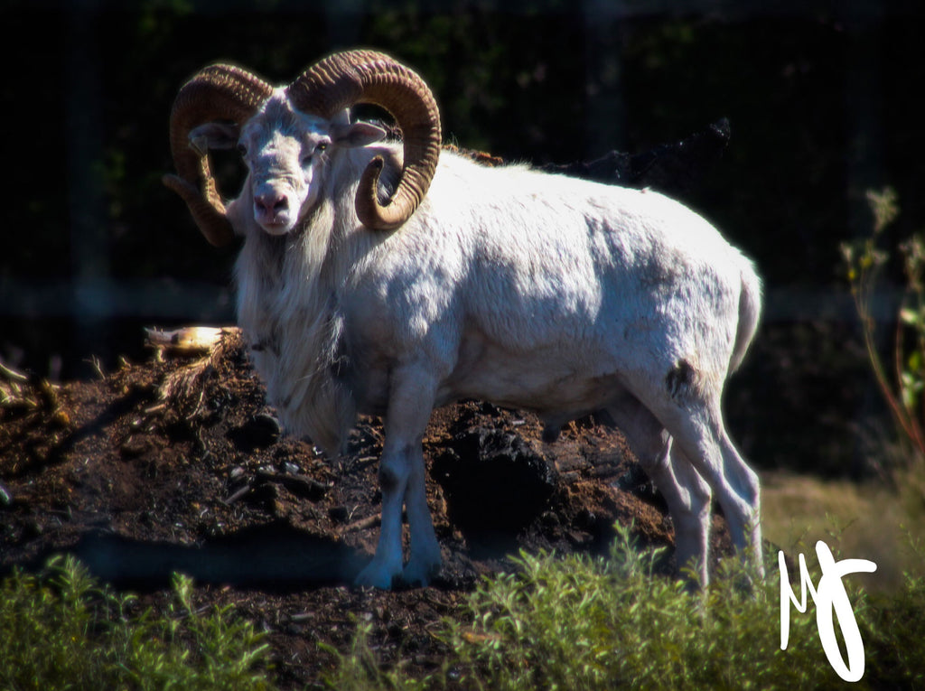 Texas Dall Sheep – Double M Squared Ranch